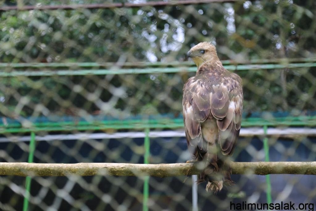 Berwisata Sambil Belajar di Suaka Elang Loji - Mounture.com